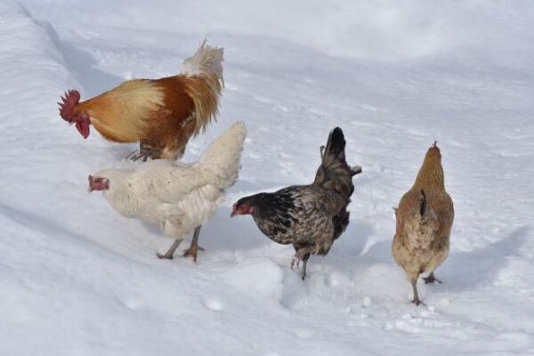 Winterproofing Your Chicken Coop: How to Keep Chickens Warm in Winter ...