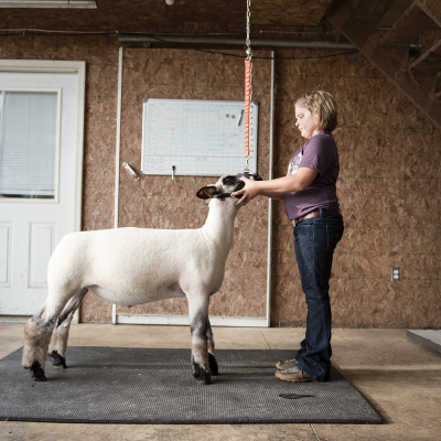 Sheep/Goat Training Halter, Black, 80-140 Lbs., Small - True Value Hardware