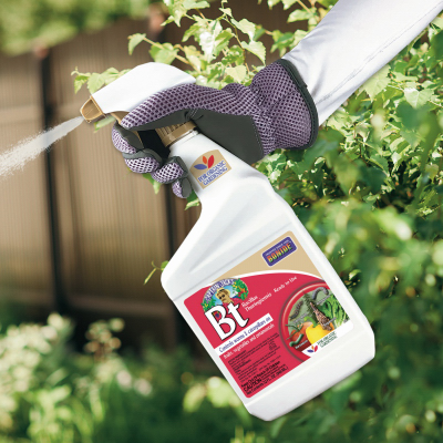 Captain Jack's Bacillus Thuringiensis BT Organic Worm & Caterpillar ...